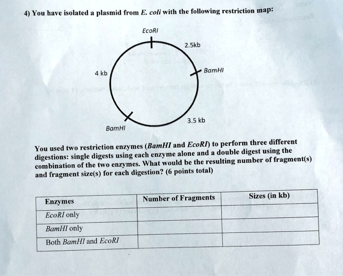 SOLVED: You have isolated plasmid from E coli with the following restriction map: EcoRi 2.Skb ...