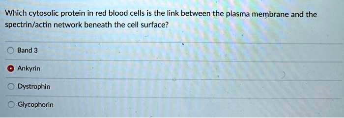Which cytosolic protein in red blood cells is the link...