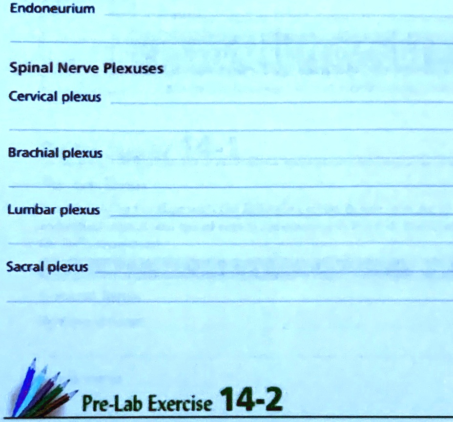 SOLVED: Endoneurium Spinal Nerve Plexuses Cervical plexus Brachial ...