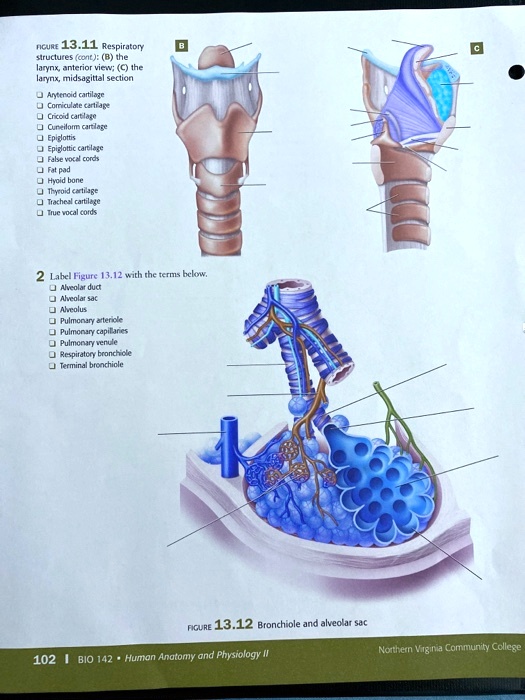 Cuneiform Cartilage