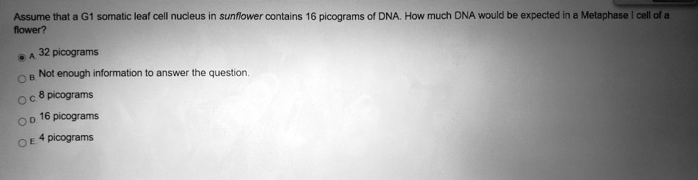 SOLVED: Assume that a G1 somatic leaf cell nucleus in sunflower ...