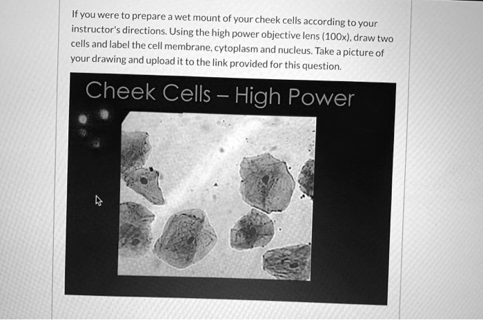 SOLVED: If you were to prepare a wet mount of your cheek cells according to the instructor's ...