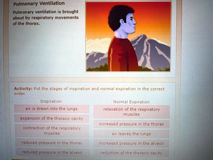 Pulmonary Ventilation Pulmonary ventilation is brought about by ...