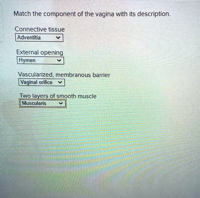 Match the component of the vagina with its description. Connective ...