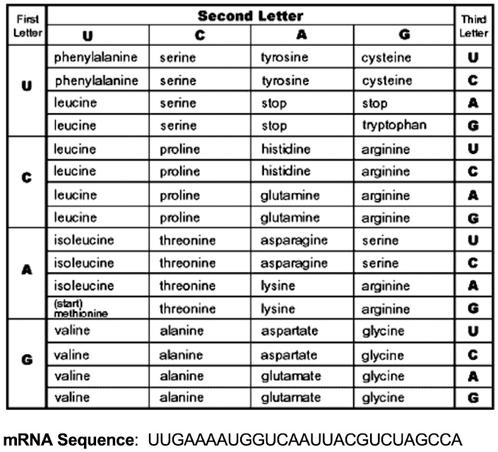 First Second Letter Third Letter U C A G Letter phenylalanine serine ...