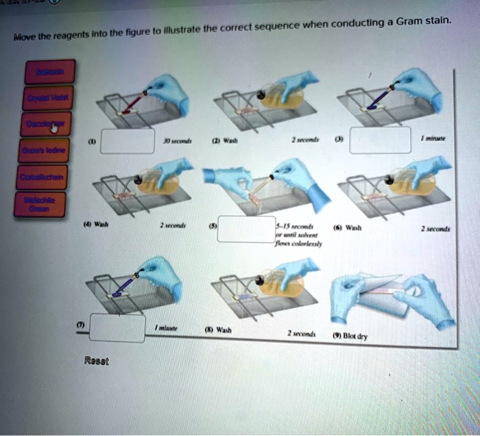 SOLVED: The correct sequence when conducting a Gram stain: Move the ... SOLVED: The correct sequence when conducting a Gram stain: Move the ...
