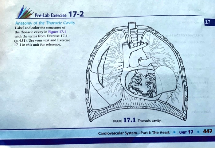 pre lab exercise 17 2 anatomy of the thoracic cavity label and color ...