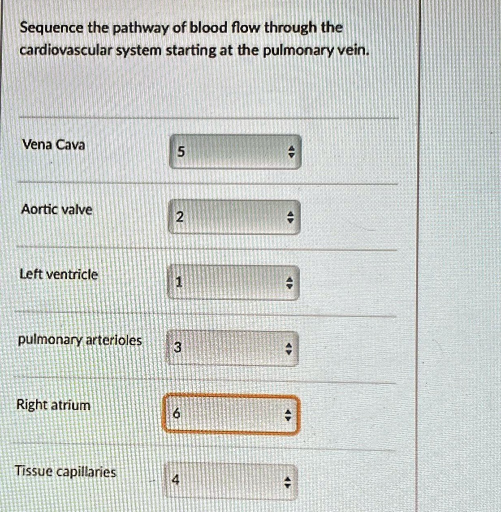 SOLVED: Sequence the pathway of blood flow through the cardiovascular system starting at the ...