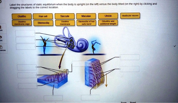 Label the structures of static equilibrium when the body is upright (on ...