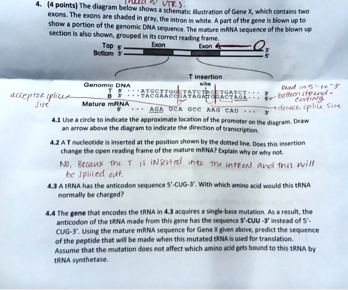 SOLVED: The diagram below (Figure 1) shows exons. The schematic ...