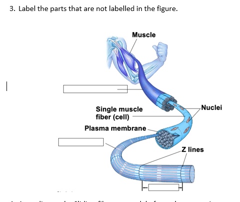 SOLVED: Label the parts that are not labelled in the figure Muscle ...