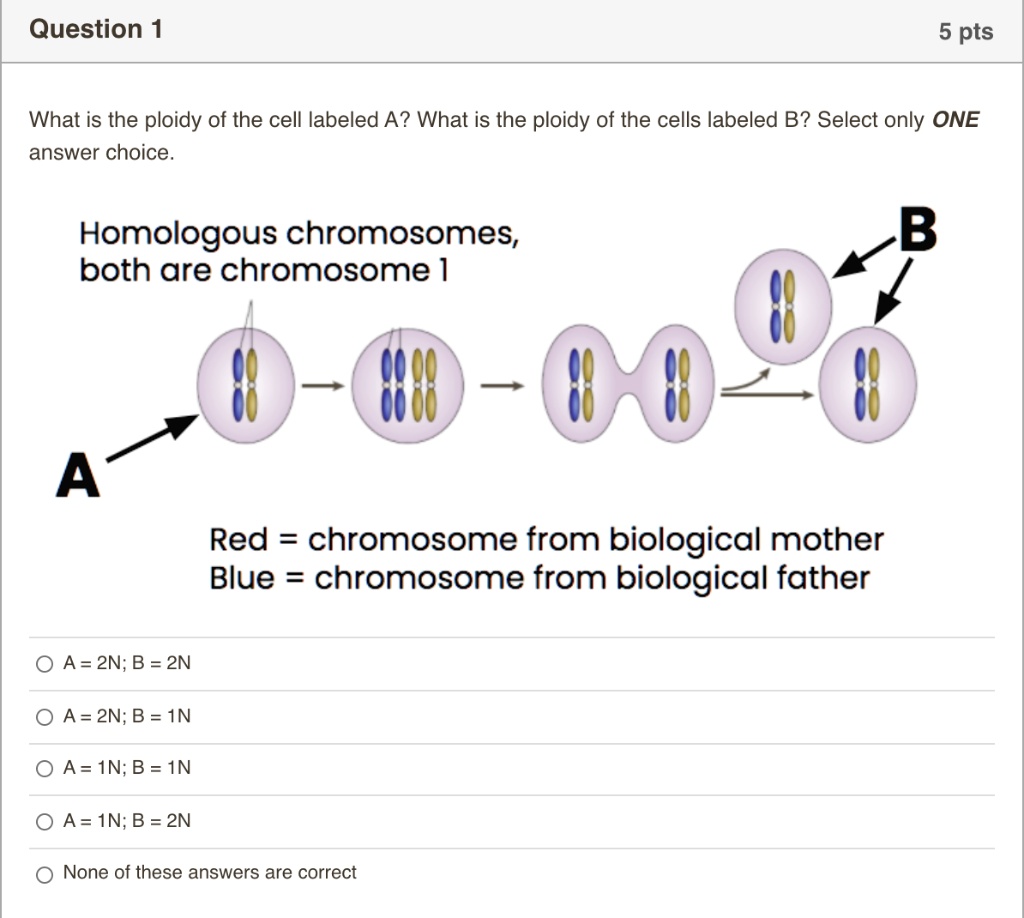 question 1 5 pts what is the ploidy of the cell labeled a what is the ...
