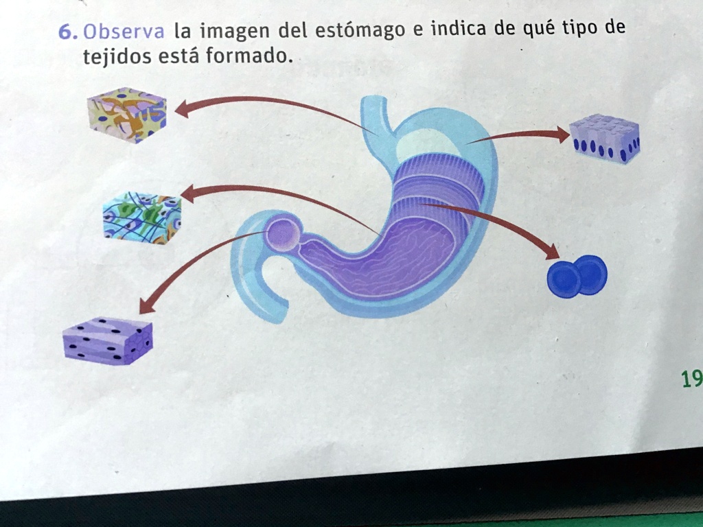 SOLVED: Observa la imagen del estómago e indica de que tipo de tejidos ... SOLVED: Observa la imagen del estómago e indica de que tipo de tejidos ...