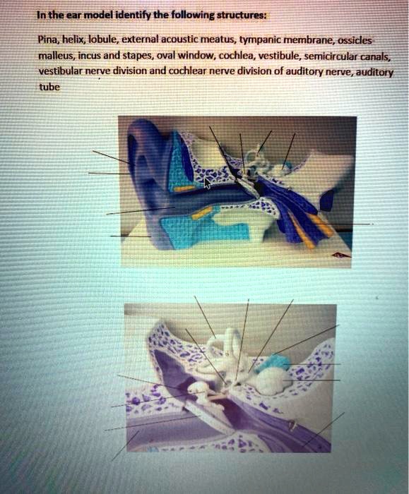 SOLVED: In the ear model identify the following structures: Pina, helix ...