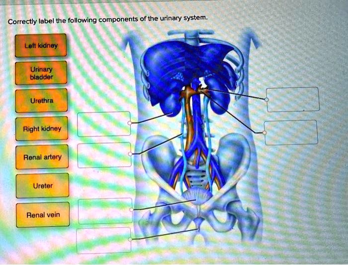 Correctly label the following components of the urinary system. Left kidney Urinary bladder ...