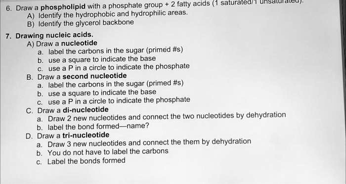SOLVED: Draw a phospholipid with a phosphate group, 2 fatty acids ...
