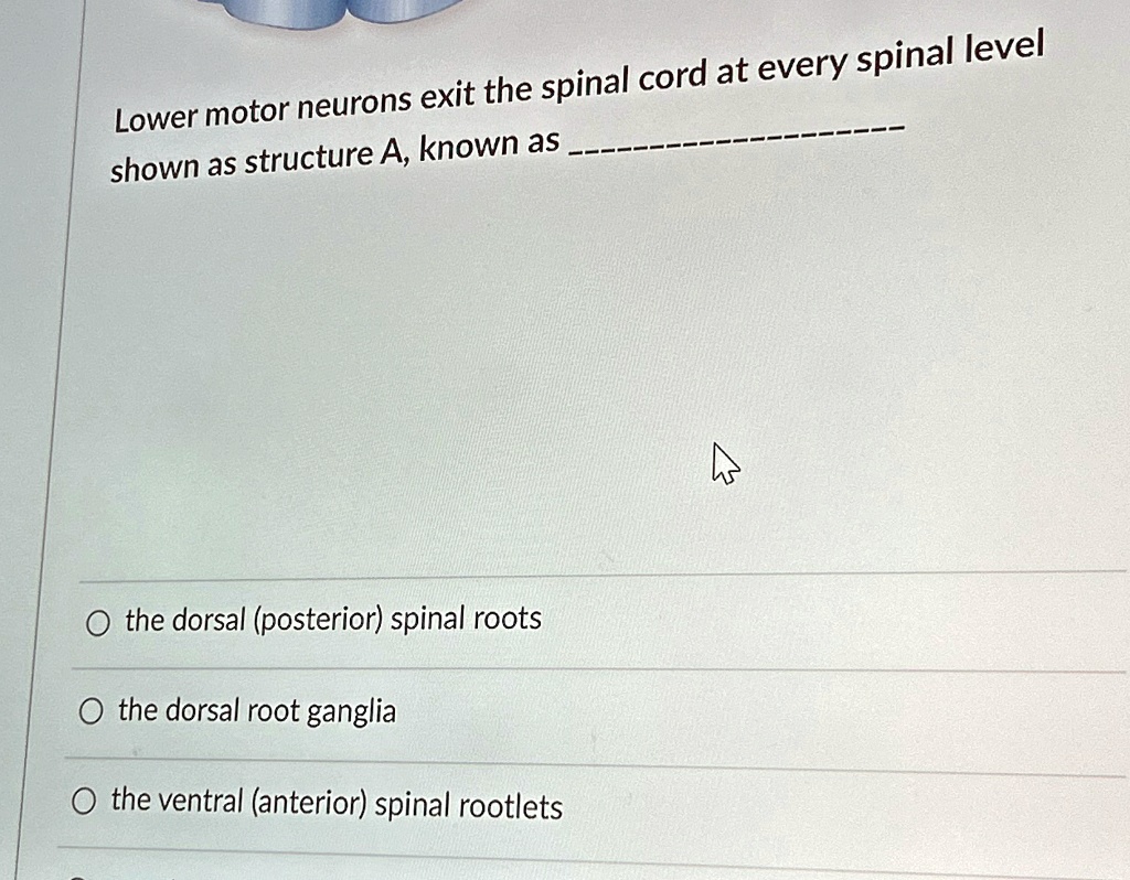 Lower motor neurons exit the spinal cord at every spinal level shown as structure A, known as ...