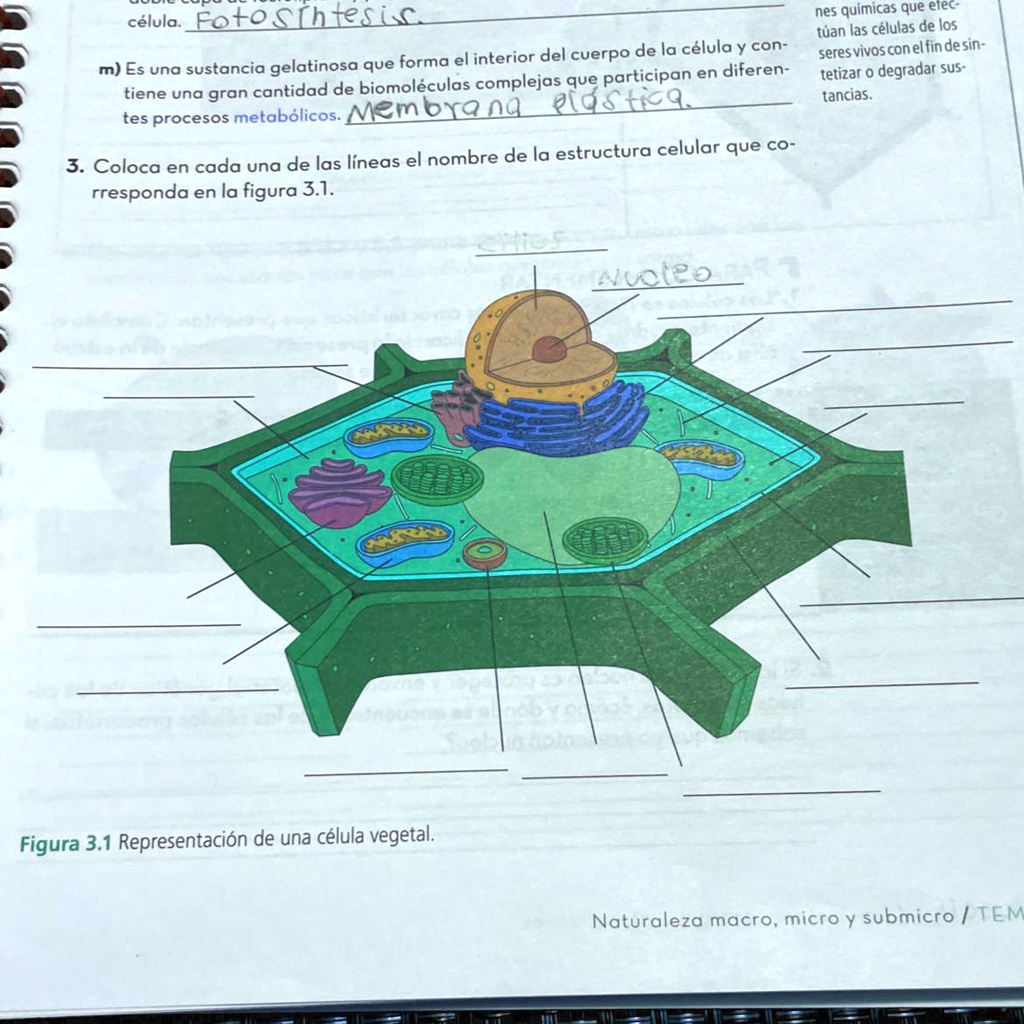 SOLVED: Coloca en cada una de las líneas el nombre de la estructura ...