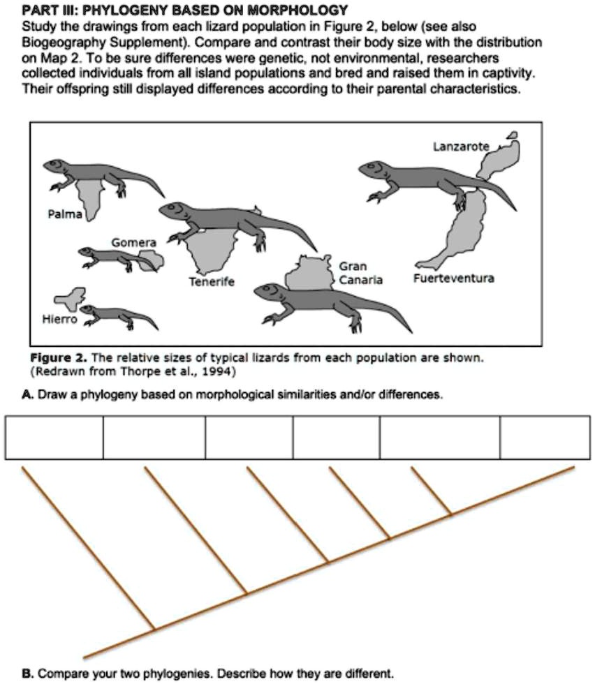 SOLVED: PART III: PHYLOGENY BASED ON MORPHOLOGY Study the drawings from ...
