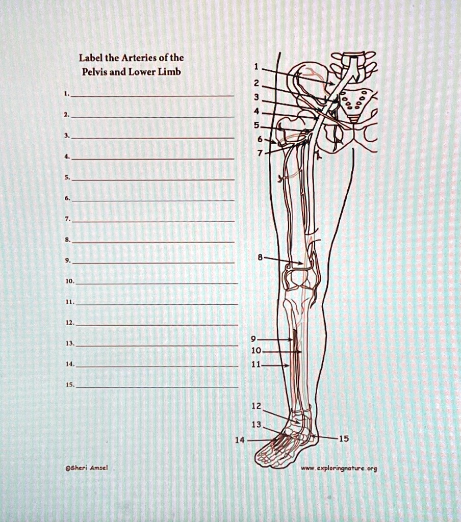Label the Arteries of the Pelvis and Lower Limb 1. 2. 3. 4. 5. 6. 7. 8 ...