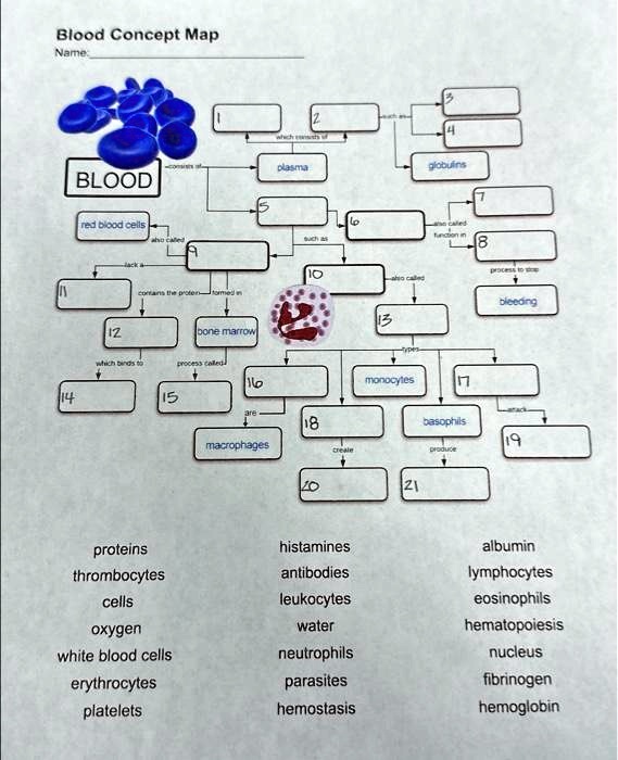Blood Concept Map Name: 3 2 4 which consists of plasma globulins BLOOD ...