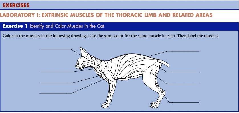 EXERCISES LABORATORY I: EXTRINSIC MUSCLES OF THE THORACIC LIMB AND ...