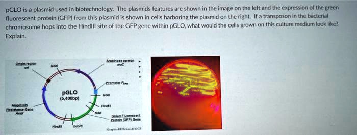SOLVED: PGLO is a plasmid used in biotechnology. The plasmid's features ...