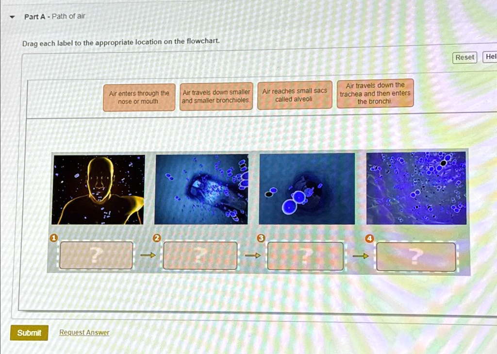 SOLVED: Part A - Path of air Drag each label to the appropriate location on the flowchart ...