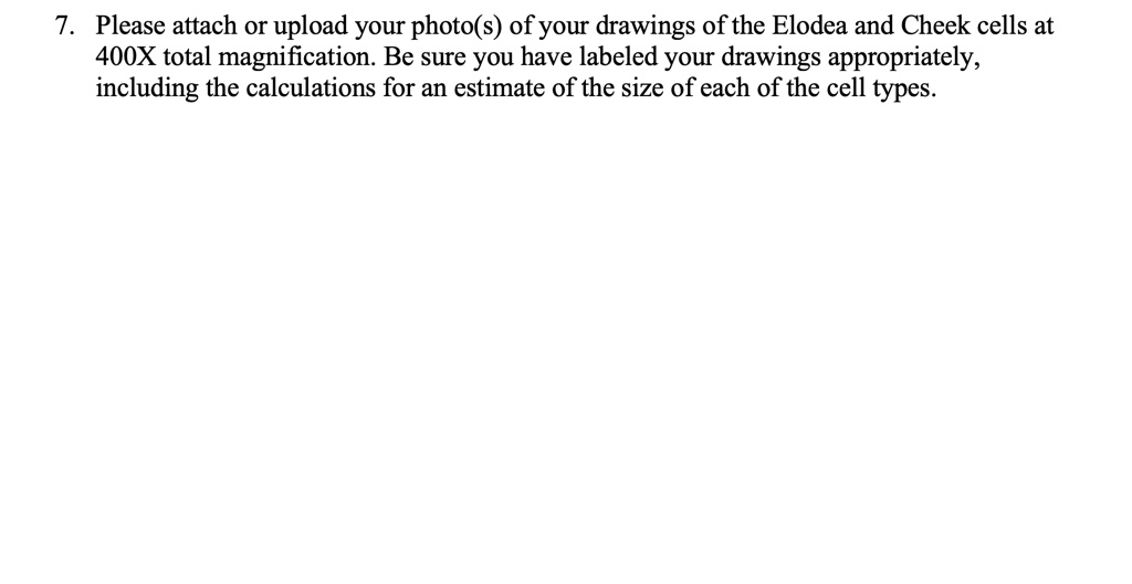 please attach or upload your photos of your drawings of the elodea and ...