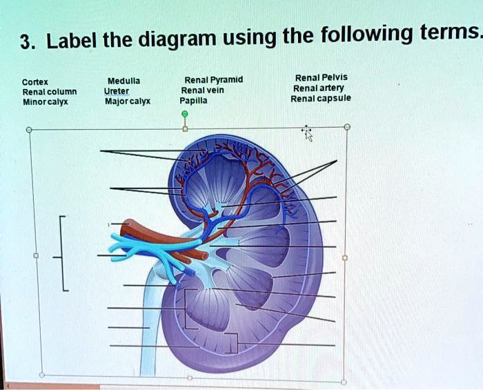 Label the diagram using the following terms: Cortex Renal column Minor calyx Medulla Ureter ...