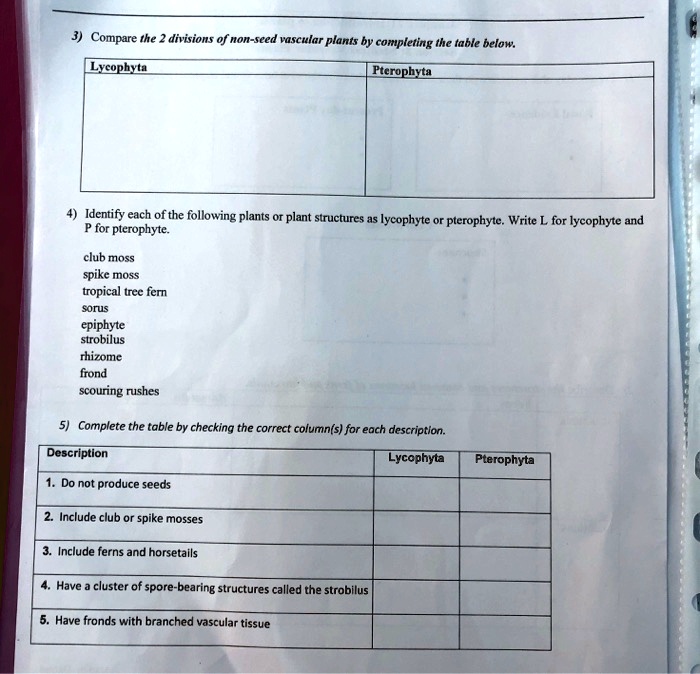 compare the divisions of non seed vascular plants by completing the ...