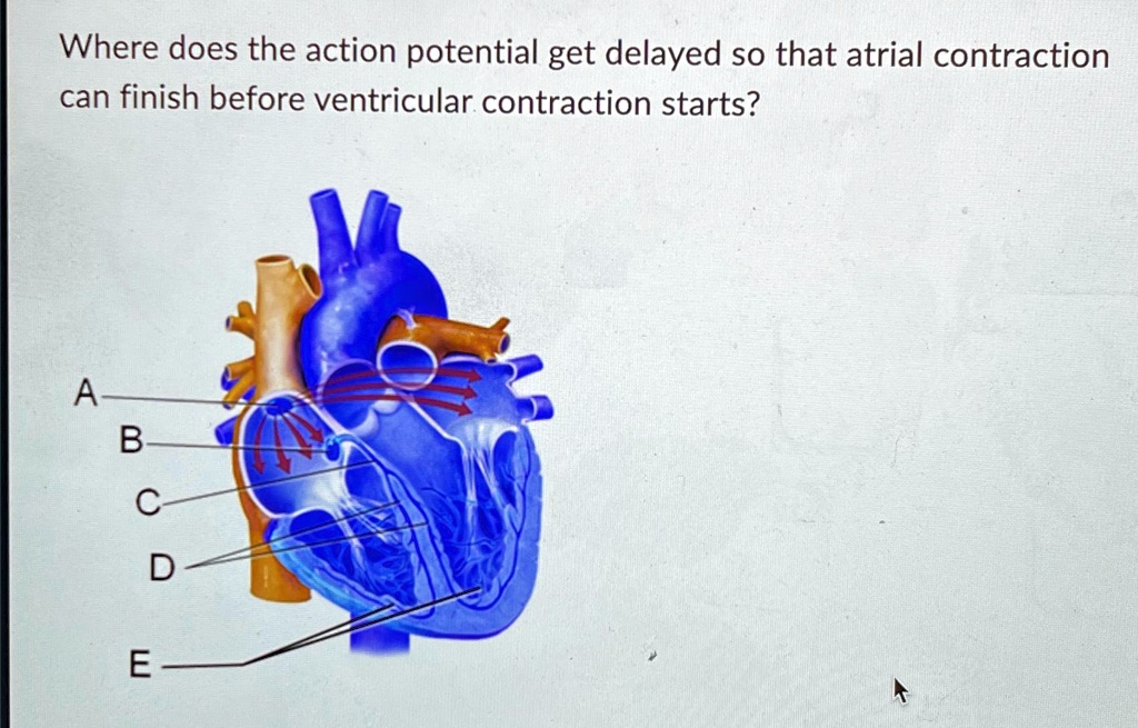 SOLVED: Where does the action potential get delayed so that atrial ...