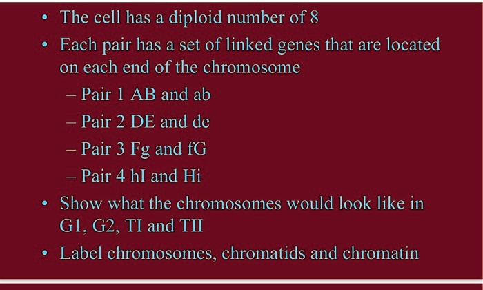 the cell has a diploid number of 8 each pair has a set of linked genes ...