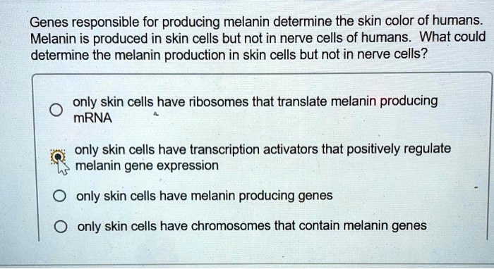 genes responsible for producing melanin determine the skin color of ...
