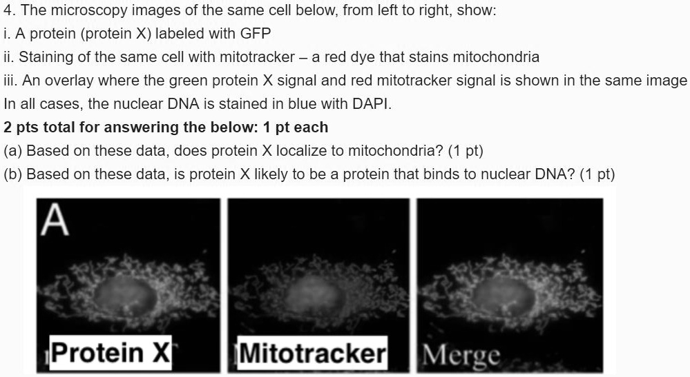 SOLVED: The microscopy images of the same cell below; from left to ...