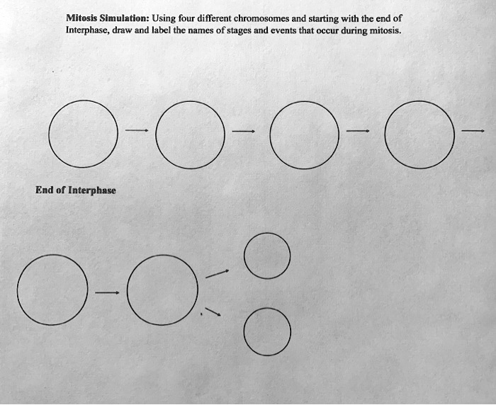 SOLVED: Mitosis Simulation: Using four different chromosomes and ...