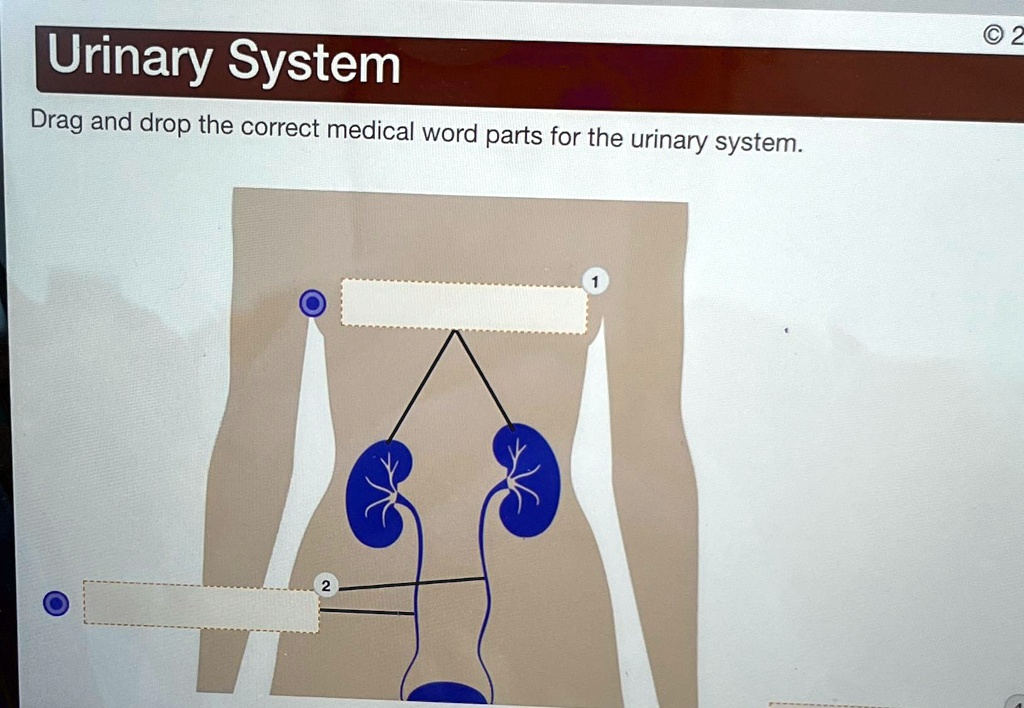 Urinary System Drag and drop the correct medical word parts for the ...