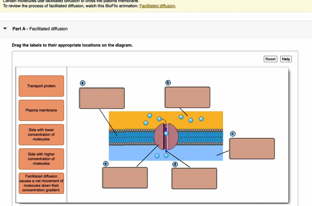 To review the process of facilitated diffusion, watch this BioFlix ...