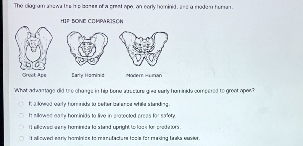 The diagram shows the hip bones of a great ape, an early hominid, and a ...