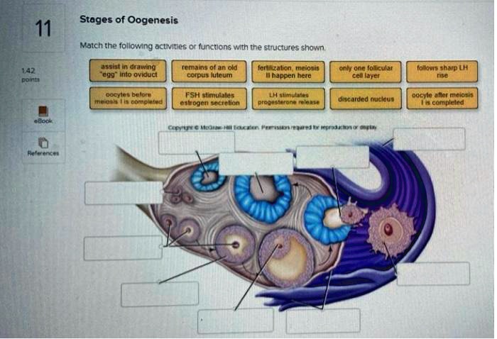 11 Stages of Oogenesis Match the following activities or functions with ...