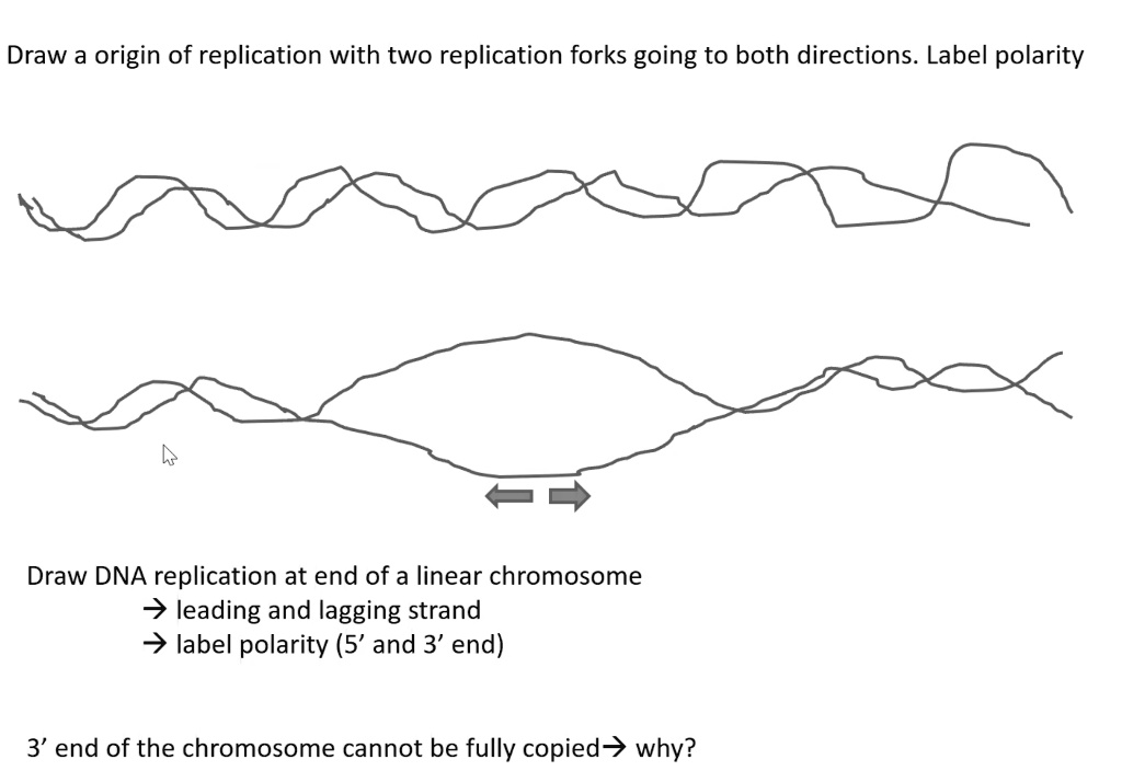 SOLVED: Draw a origin of replication with two replication forks going to both directions. Label ...