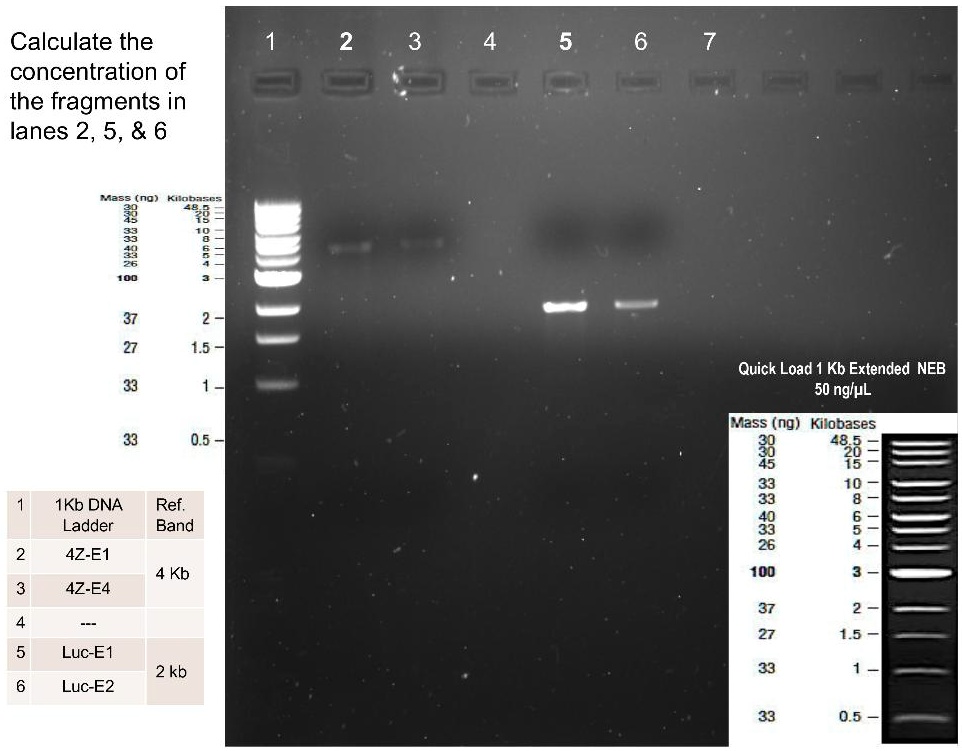 SOLVED: Ligation Calculations â€¢ Restriction Sequence-Ligation ...