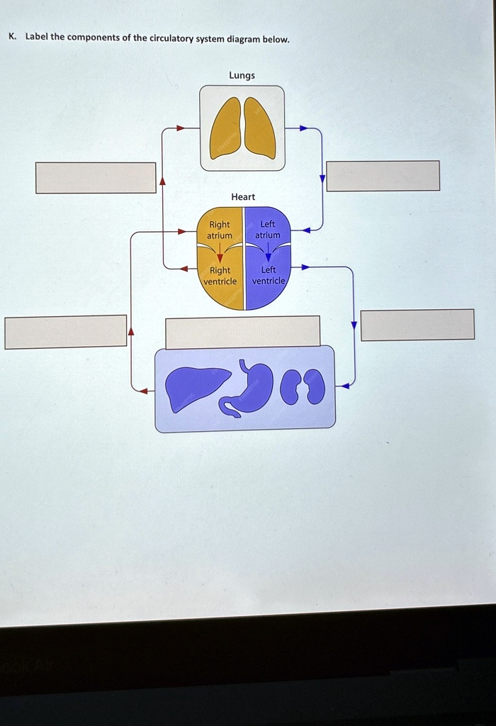 Label the components of the circulatory system diagram below. K. Label ...