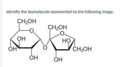 Identify the biomolecule represented by the following image.