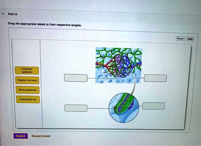 Drag the appropriate labels to their respective targets. Mala Lymphatic ...