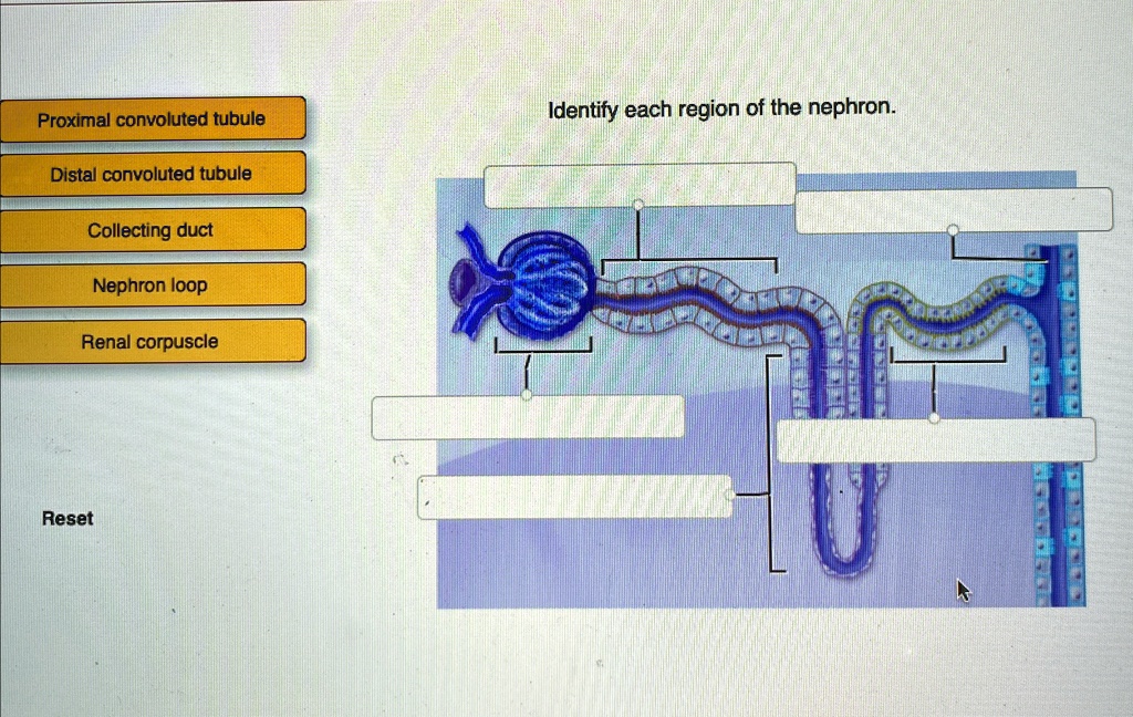 Proximal convoluted tubule Distal convoluted tubule Collecting duct ... Proximal convoluted tubule Distal convoluted tubule Collecting duct ...