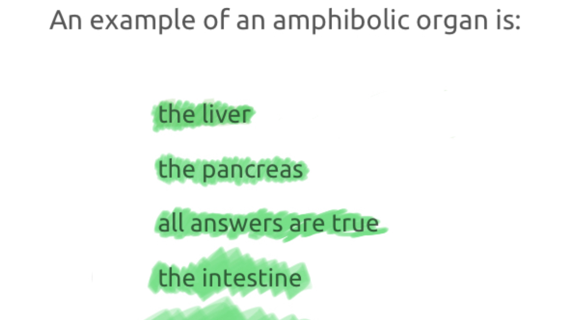An example of an amphibolic organ is: the liver the...