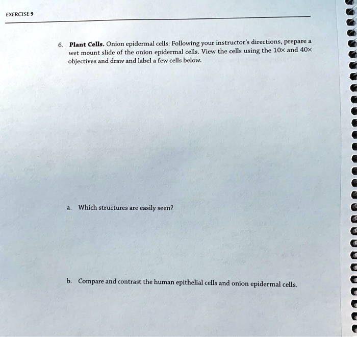 SOLVED: EXERCISE 9 Plant Cells. Onion epidermal cells: Following Four ...