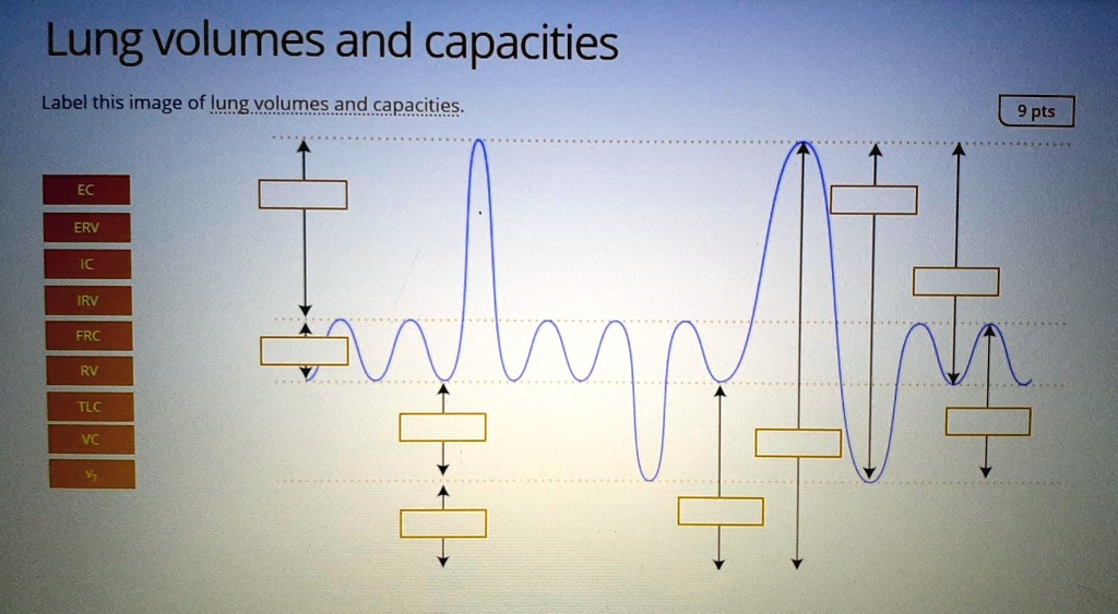 SOLVED: Text: Label the following image. Lung volumes and capacities ...