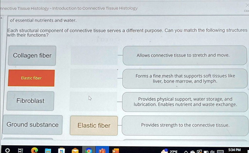 Connective Tissue Histology - Introduction to Connective Tissue Histology of essential nutrients ...